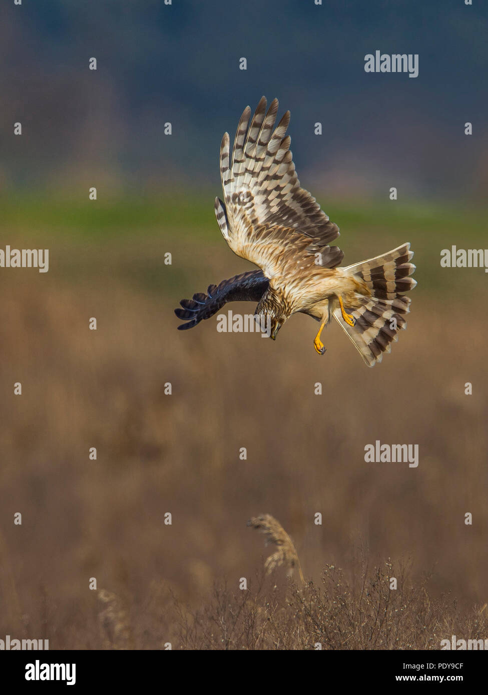 Flying Hen Harrier; Circus cyaneus Stock Photo - Alamy