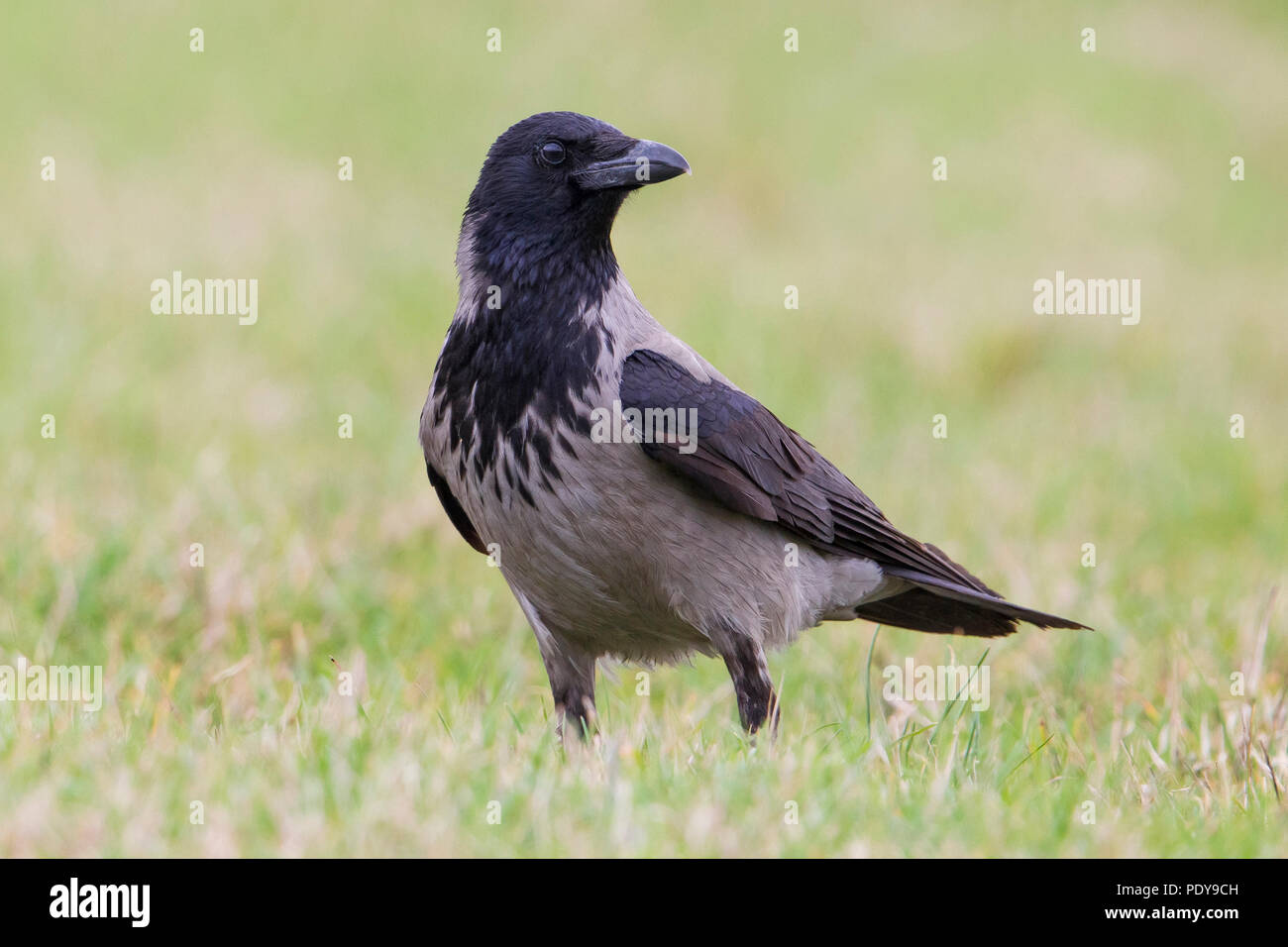 Hooded Crow; Corvus cornix Stock Photo - Alamy
