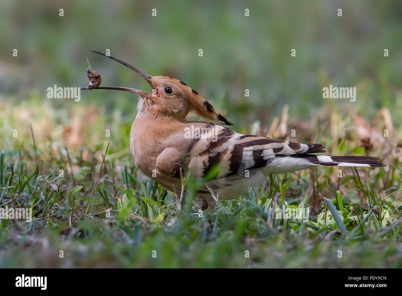 Upupa upupa epops hi-res stock photography and images - Alamy