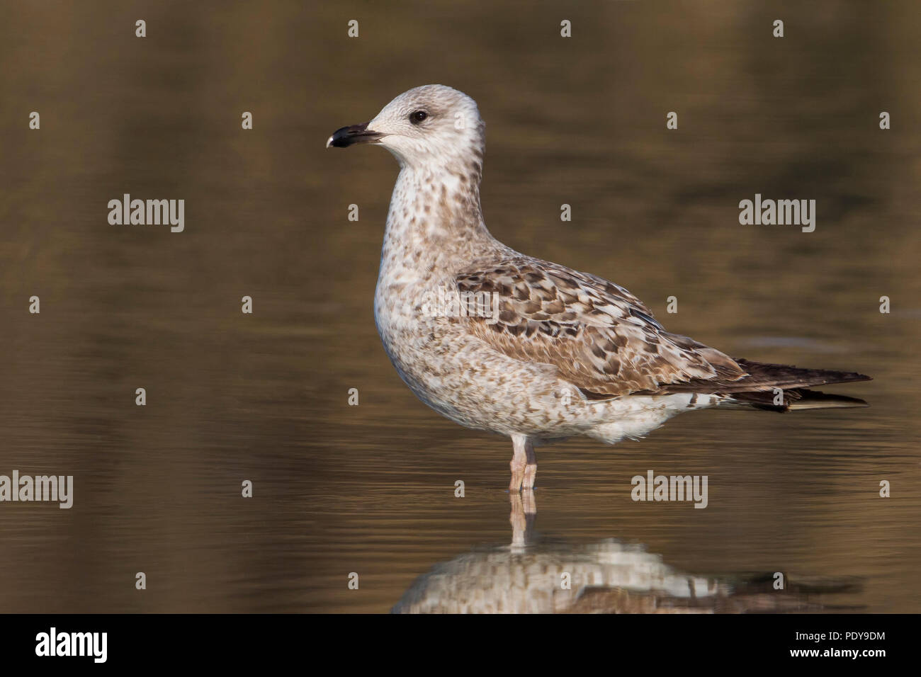 Larus fuscus intermedius hi-res stock photography and images - Alamy