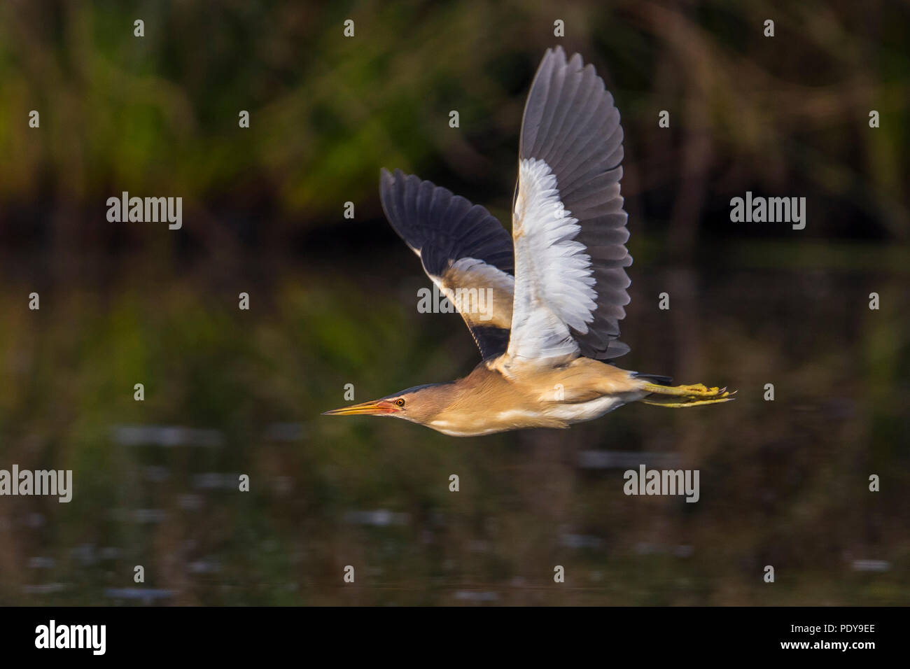 Flying adult Little Bittern; Ixobrychus minutus Stock Photo - Alamy