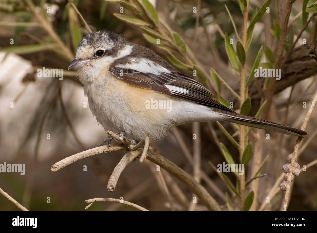 Masked Shrike (Lanius nubicus Stock Photo - Alamy