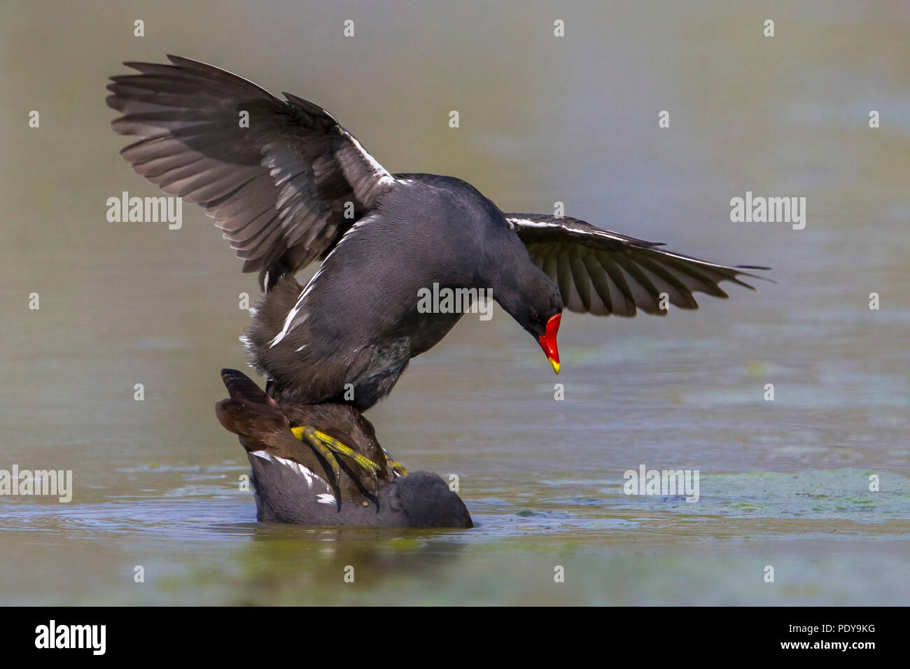 Moorhens (Gallinula chloropus) mating Stock Photo - Alamy
