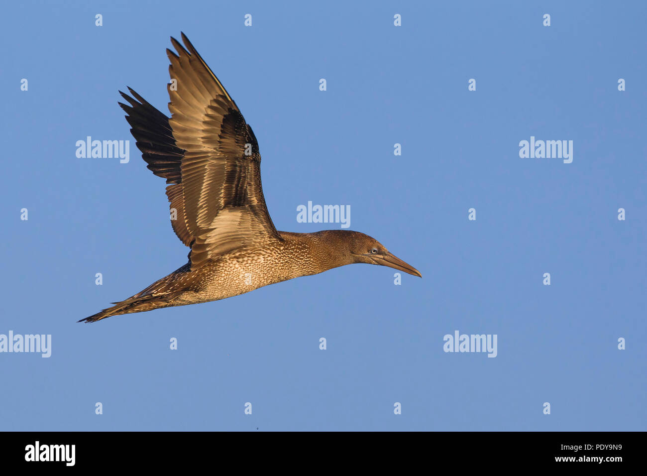 Juvenile Northern Gannet (Morus bassanus) flying Stock Photo - Alamy