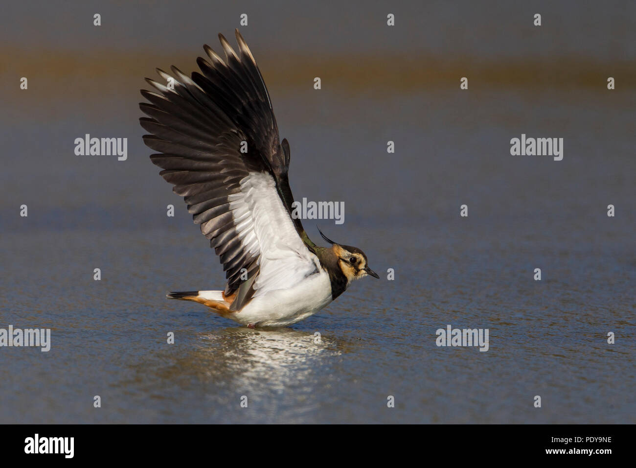 Lapwing fauna hi-res stock photography and images - Alamy
