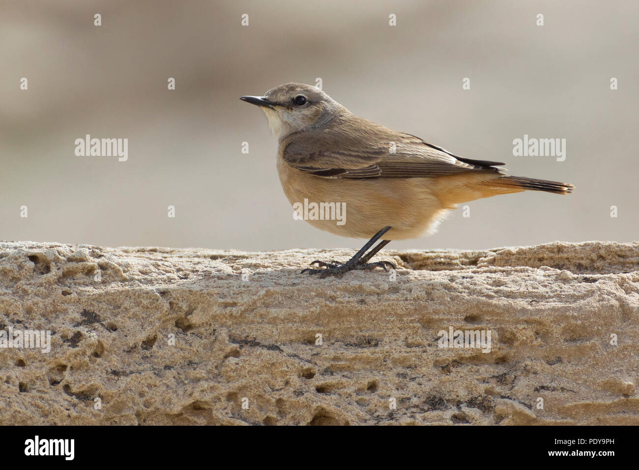 Red-tailed Wheatear; Oenanthe chrysopygia Stock Photo - Alamy