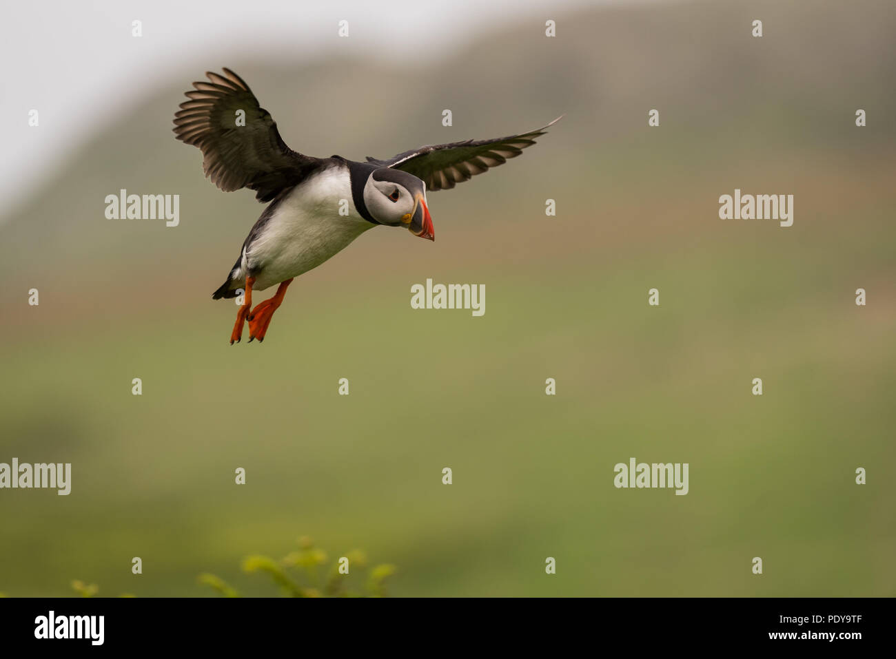 an Atlantic puffin in flight Stock Photo - Alamy