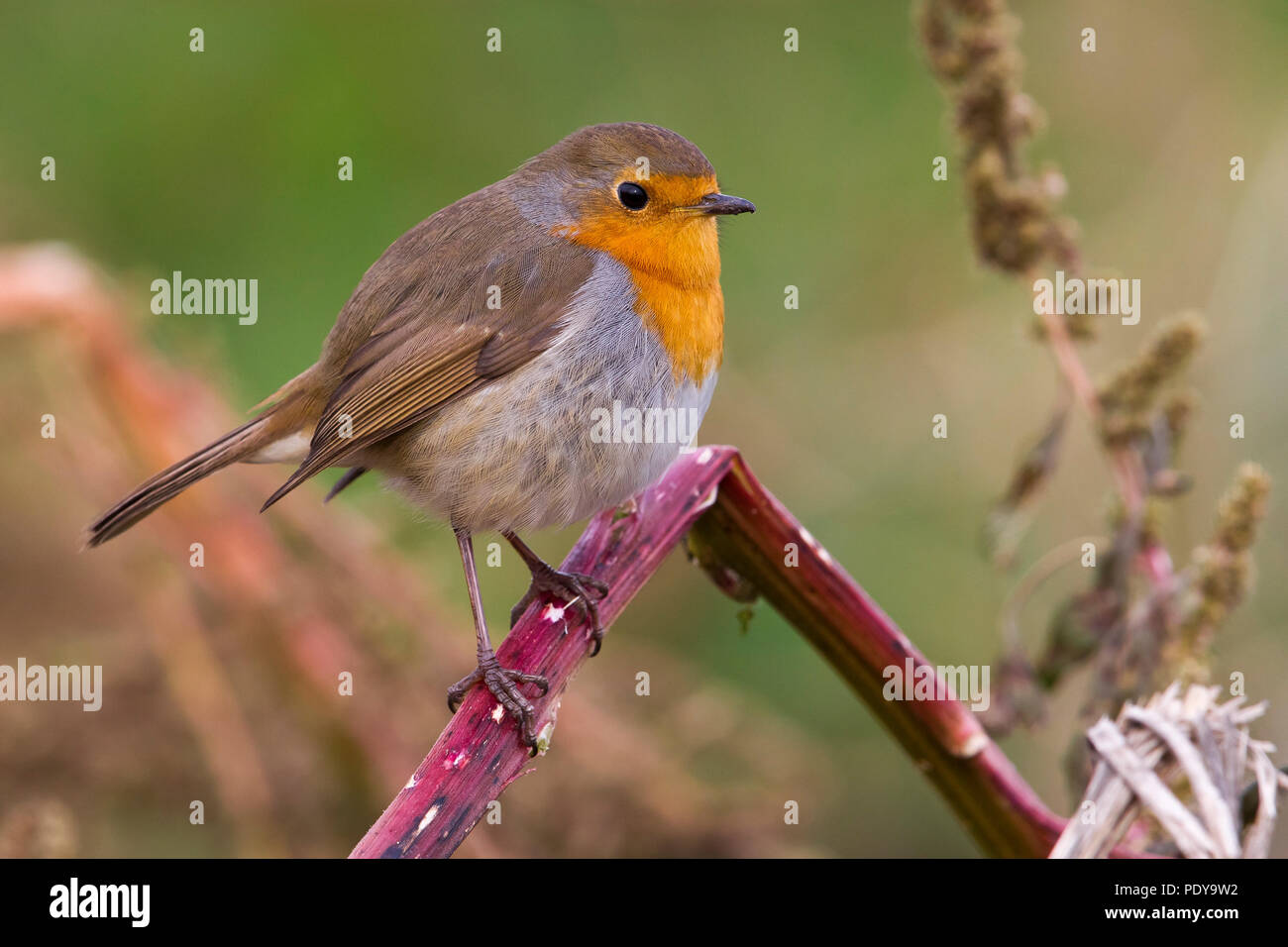 Erithacus rubecula robin hi-res stock photography and images - Alamy