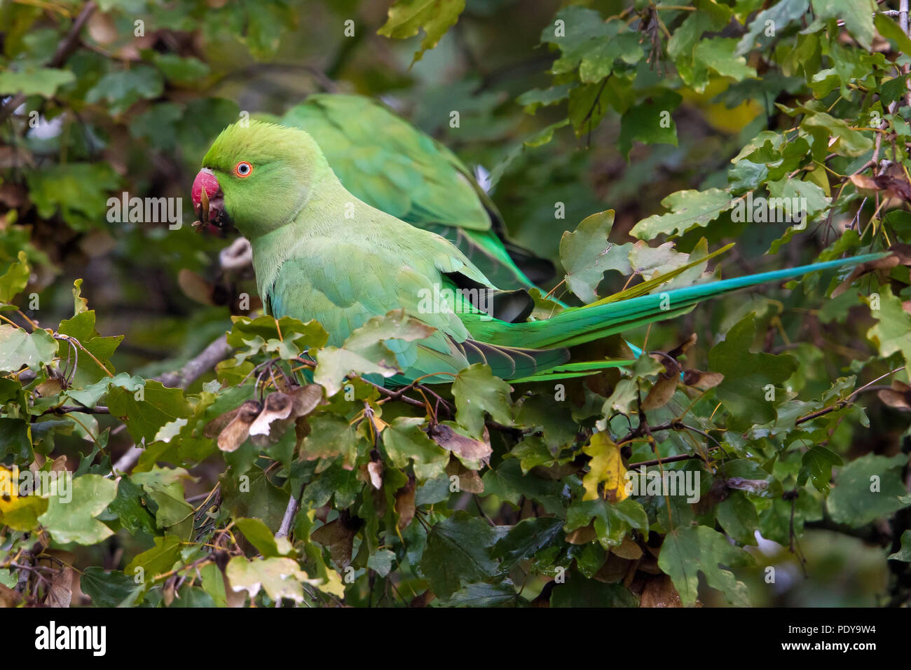 Psittacula krameri hi-res stock photography and images - Alamy