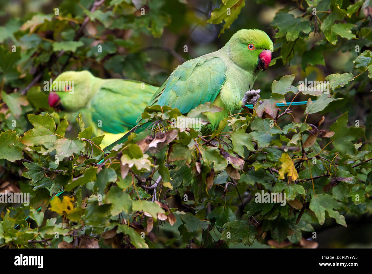 Rose-ringed Parakeet (Psittacula krameri) in a tree in Florence Stock ...