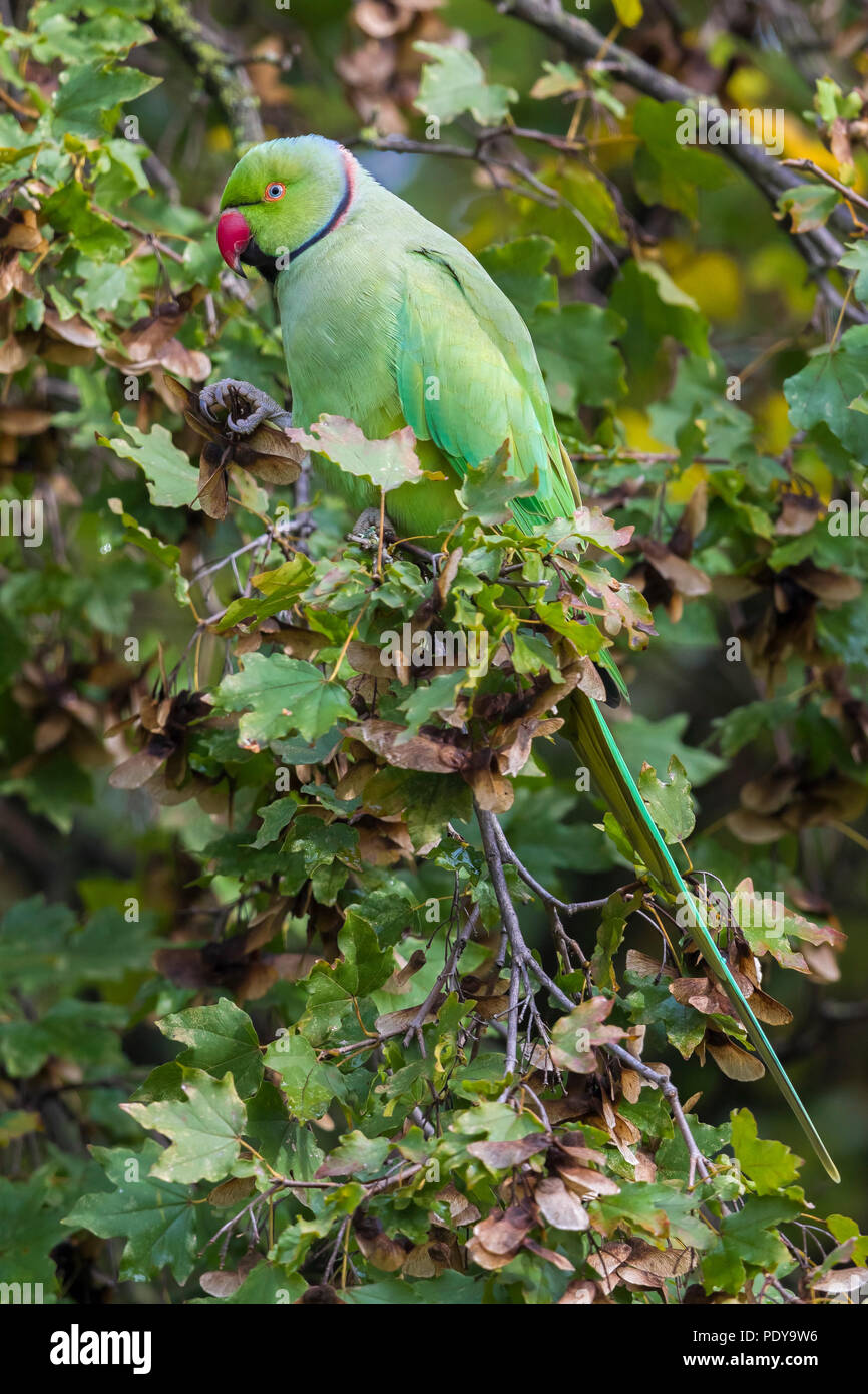 Rose-ringed Parakeet (Psittacula krameri) in a tree in Florence Stock ...