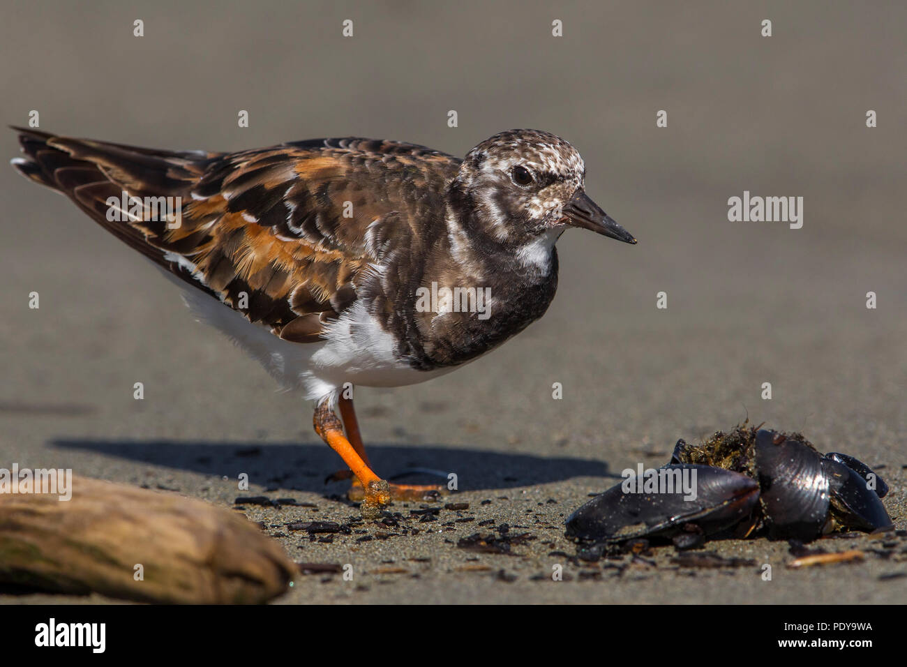 Ruddy turnstone hi-res stock photography and images - Alamy