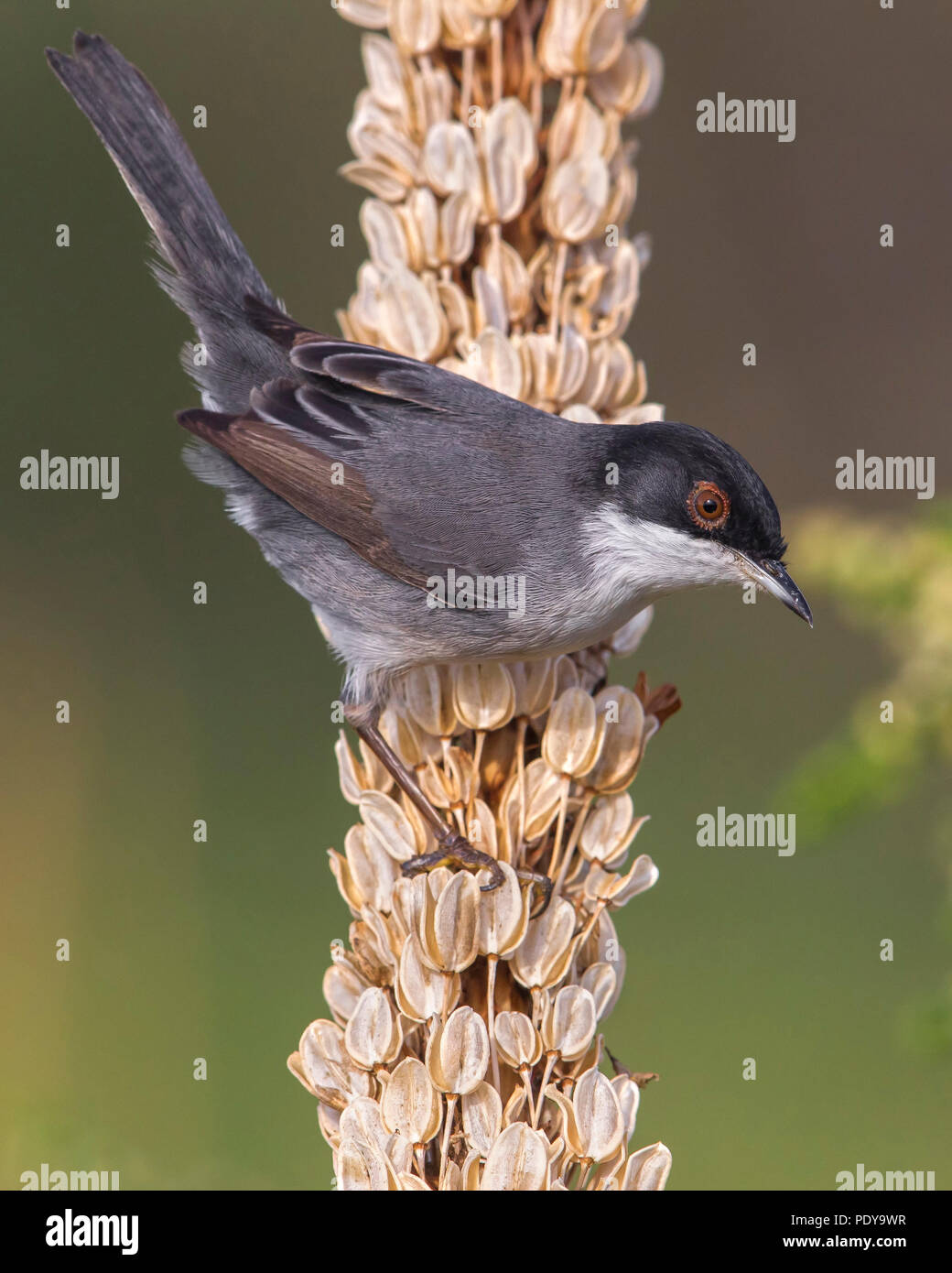 Sardinian warbler fauna hi-res stock photography and images - Alamy