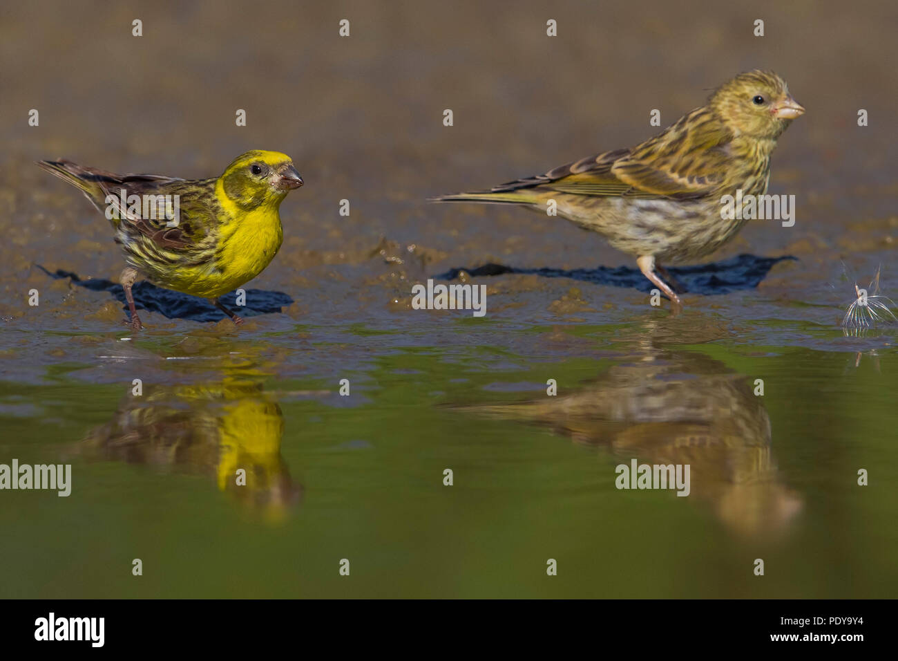 European serin serinus serinus hi-res stock photography and images - Alamy