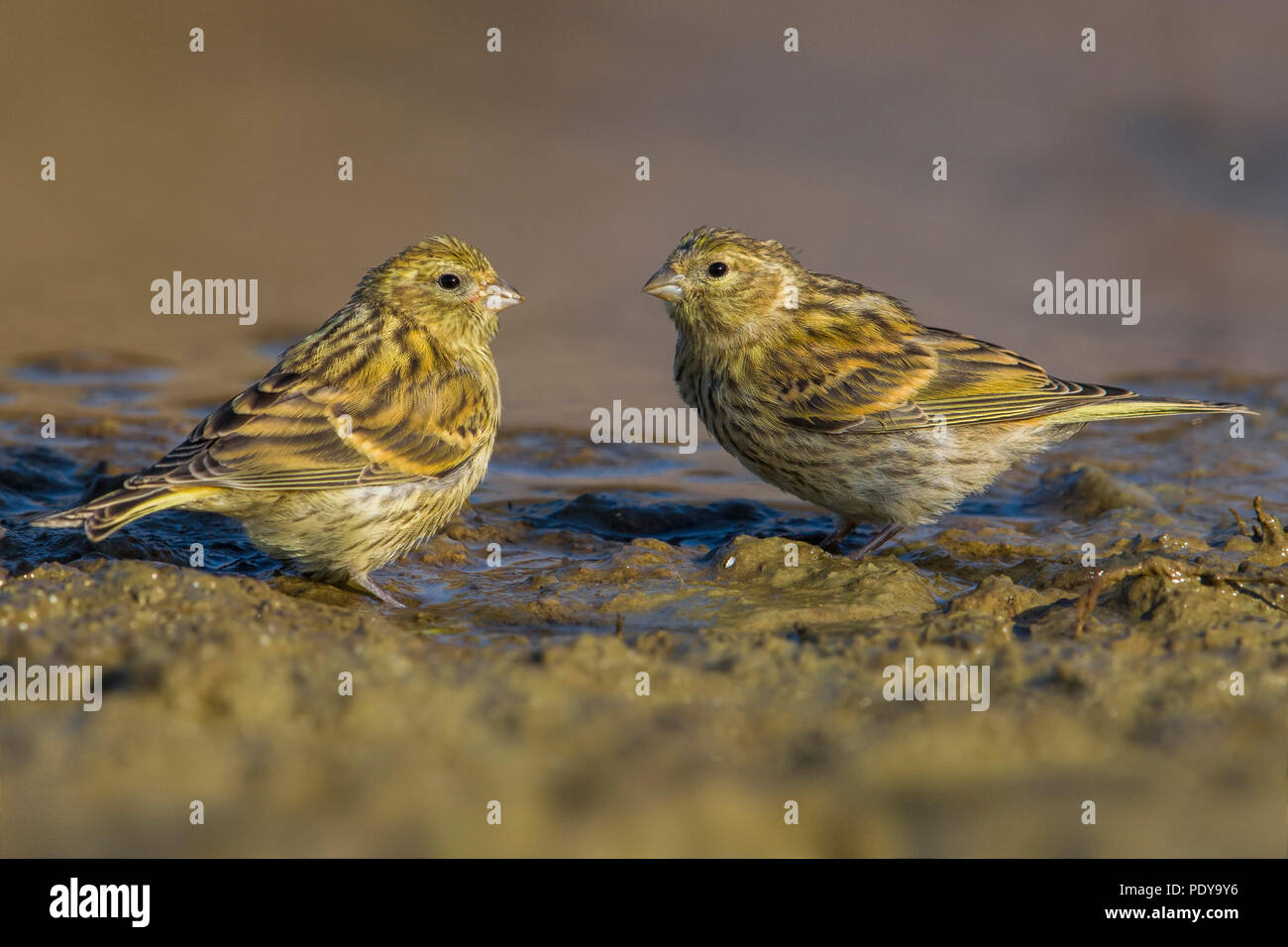 Serinus hi-res stock photography and images - Alamy