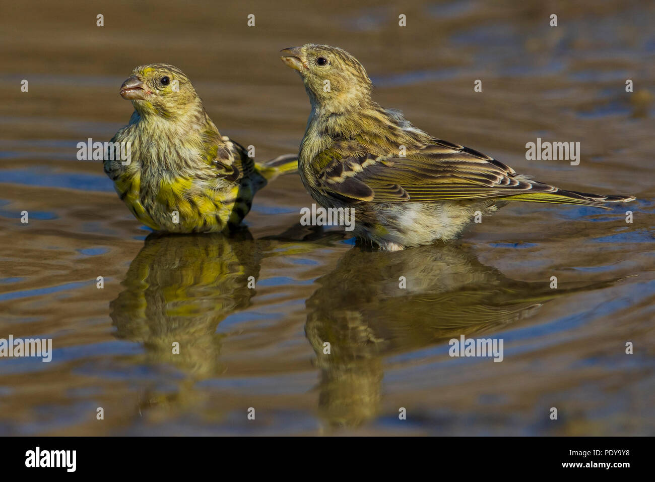 European Serin (Serinus serinus Stock Photo - Alamy