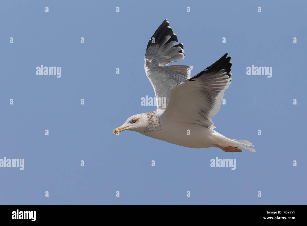 Heuglinii hi-res stock photography and images - Alamy