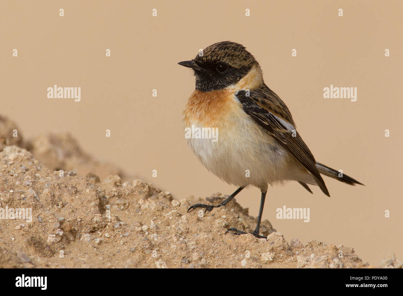Siberian stonechat hi-res stock photography and images - Alamy