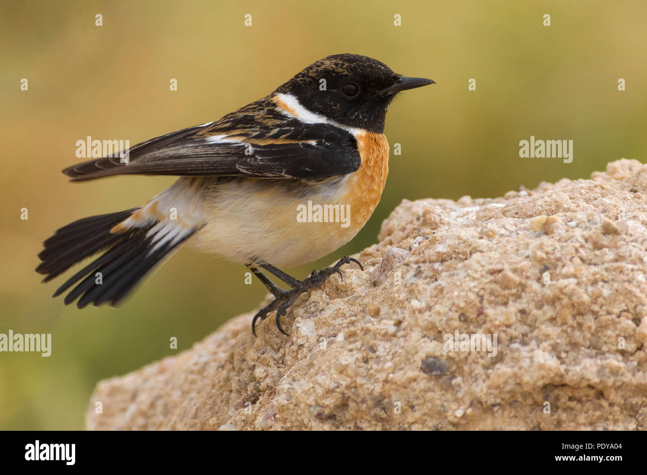 Siberian Stonechat High Resolution Stock Photography and Images - Alamy