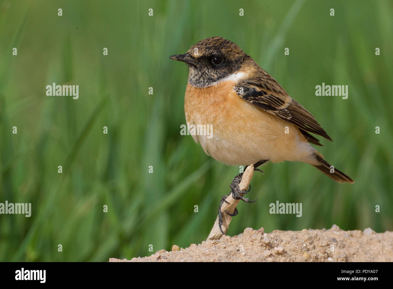 Siberian stonechat hi-res stock photography and images - Alamy