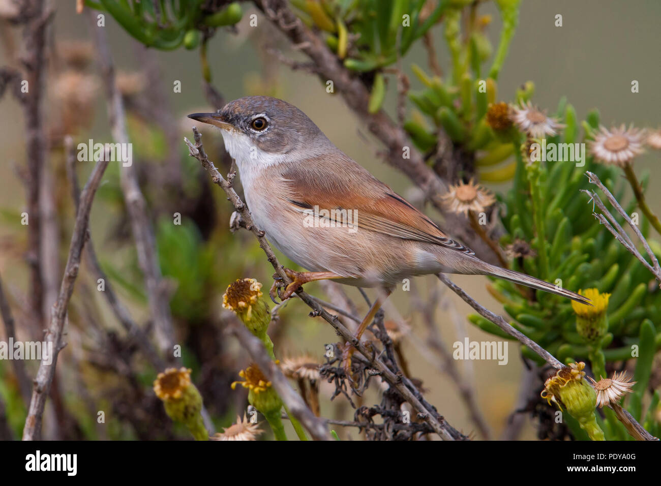 Spectacled warbler sylvia conspicillata hi-res stock photography and ...