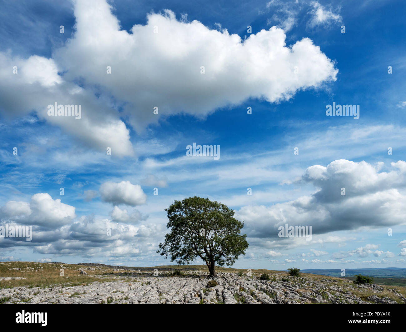 Malham lone tree hi-res stock photography and images - Alamy
