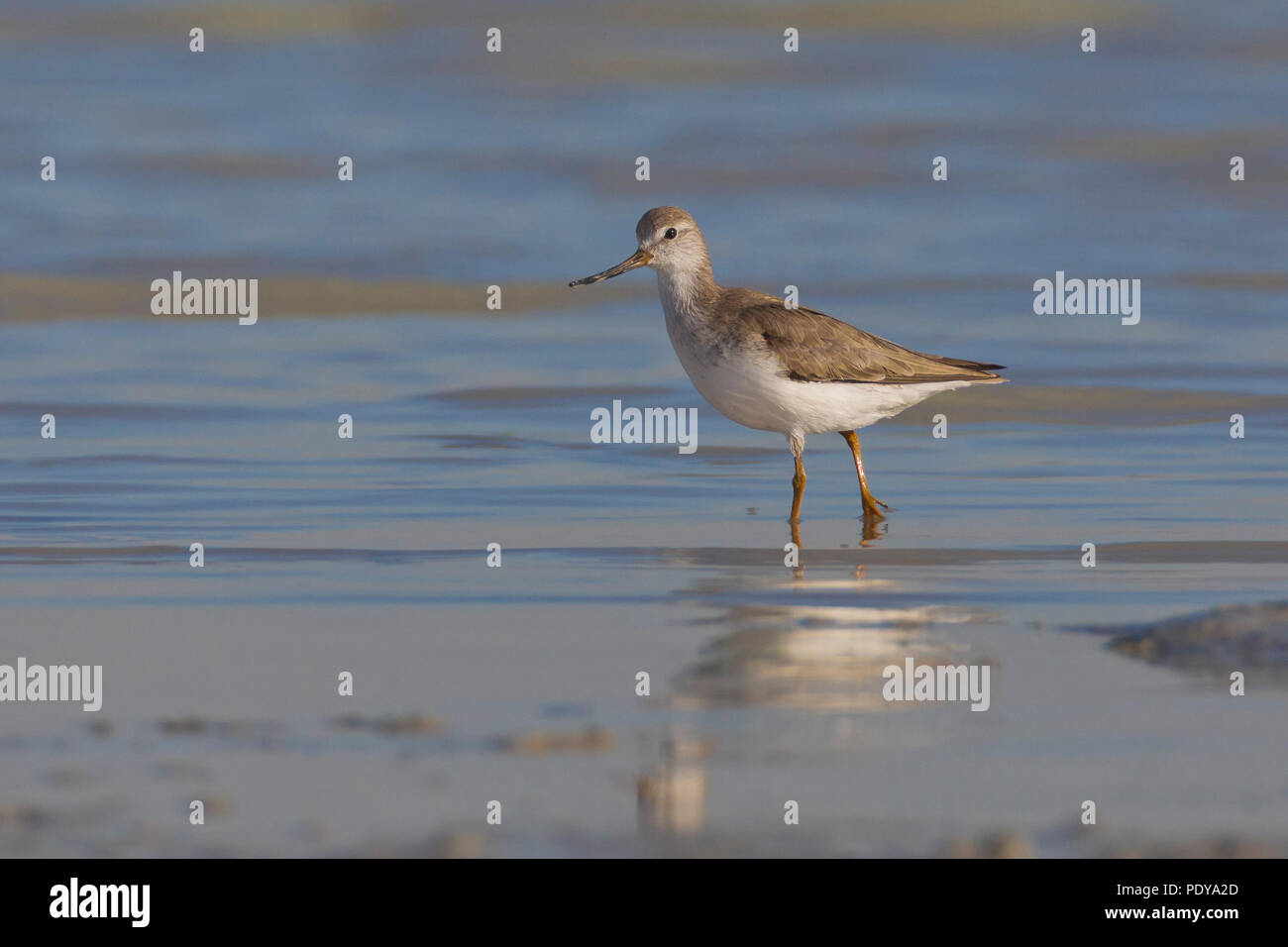 Terek Sandpiper (Xenus cinereus Stock Photo - Alamy