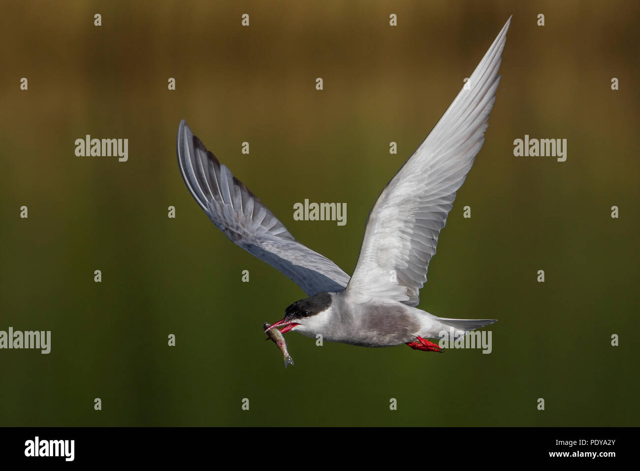 Whiskered animal hi-res stock photography and images - Alamy