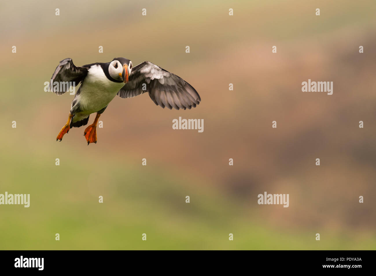 an Atlantic puffin in flight Stock Photo - Alamy