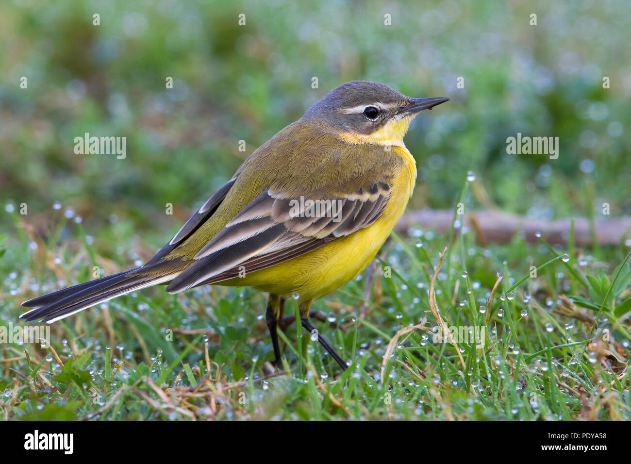 Motacilla flava hi-res stock photography and images - Alamy