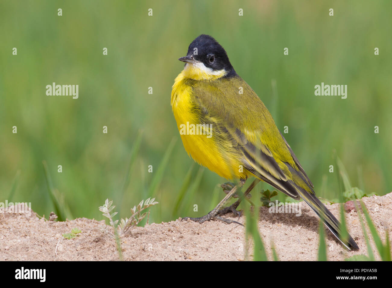 Yellow Wagtail (Motacilla flava Stock Photo - Alamy