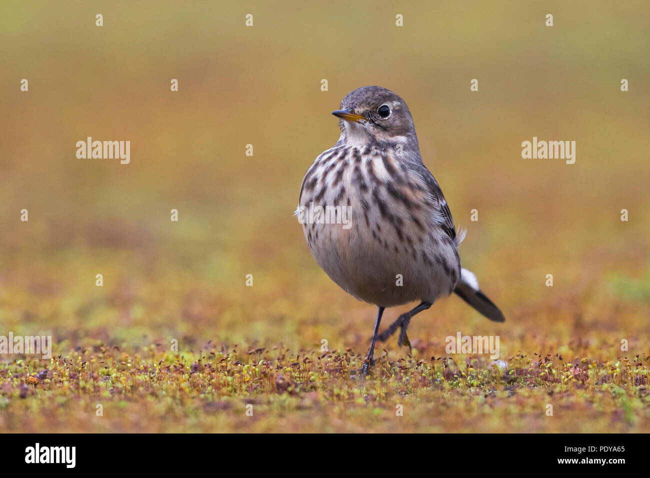 American Pipit Anthus Rubescens Rubescens Stock Photo Alamy american-pipit-anthus-rubescens-rubescens-stock-photo-alamy