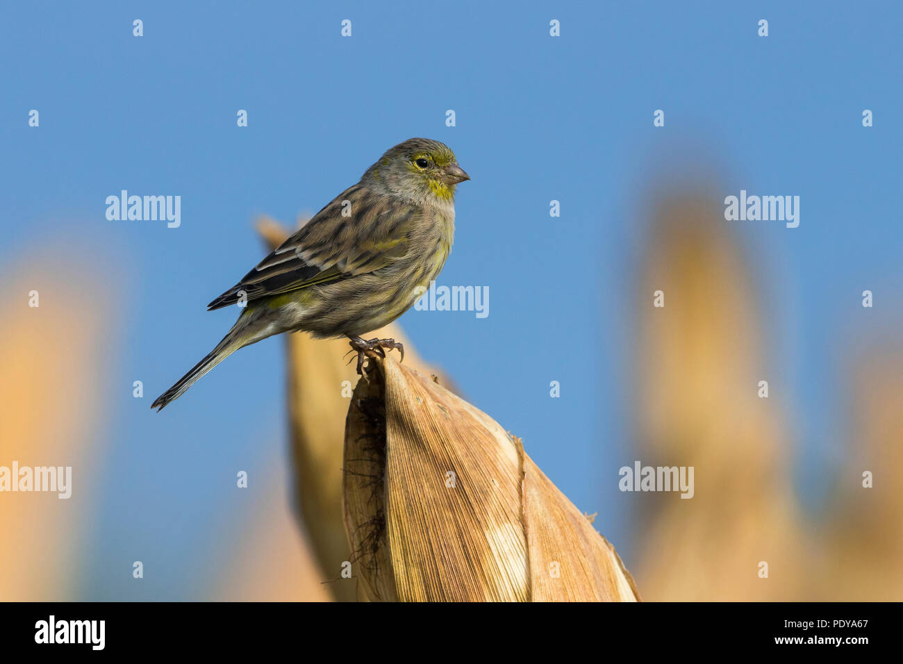 Atlantic canary serinus canaria hi-res stock photography and images - Alamy