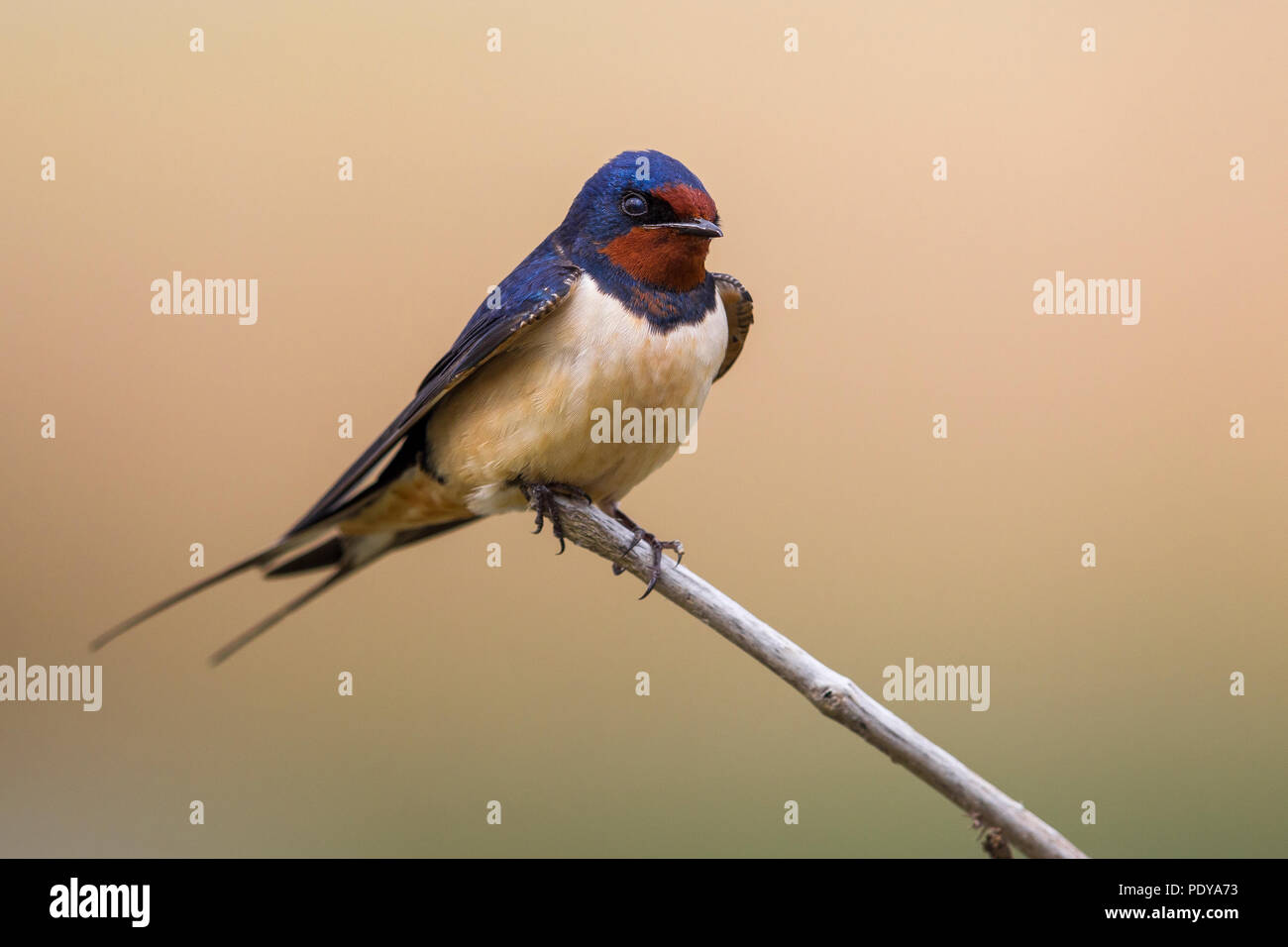 Barn swallow hirundo rustica hi-res stock photography and images - Alamy