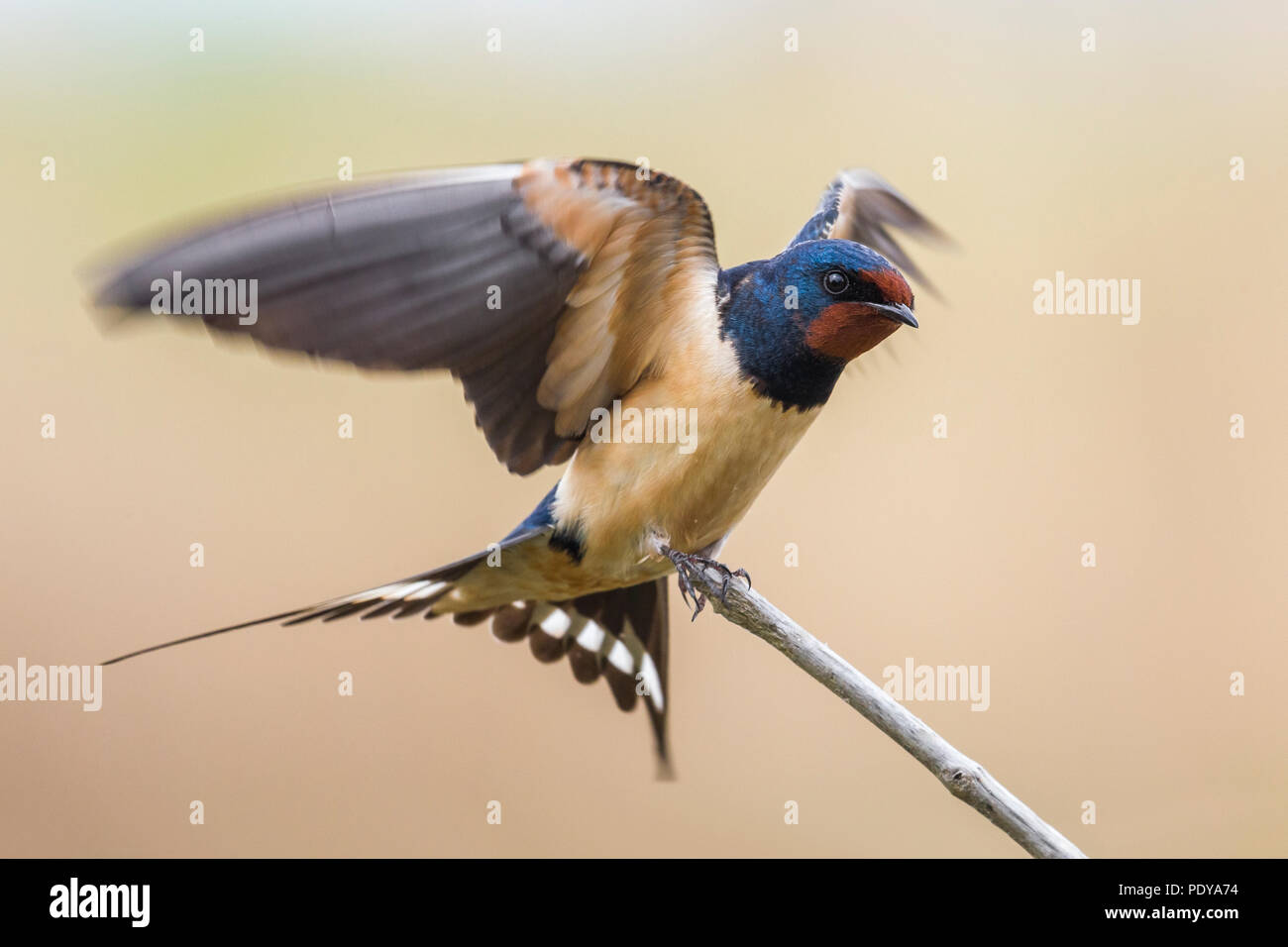 Barn Swallow; Hirundo rustica Stock Photo - Alamy