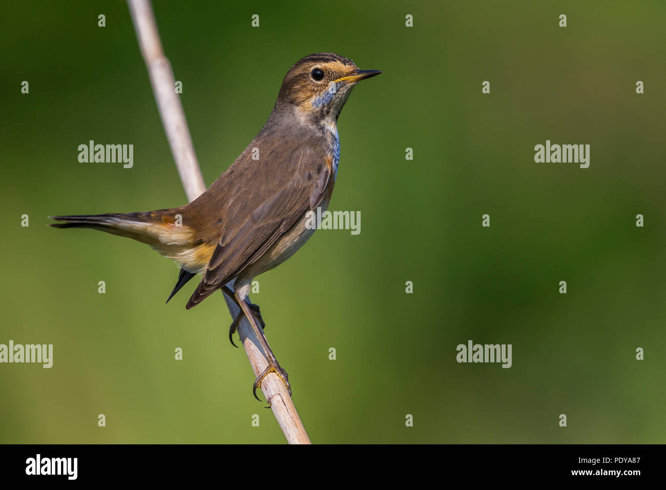 Bluethroat; Luscinia svecica Stock Photo - Alamy