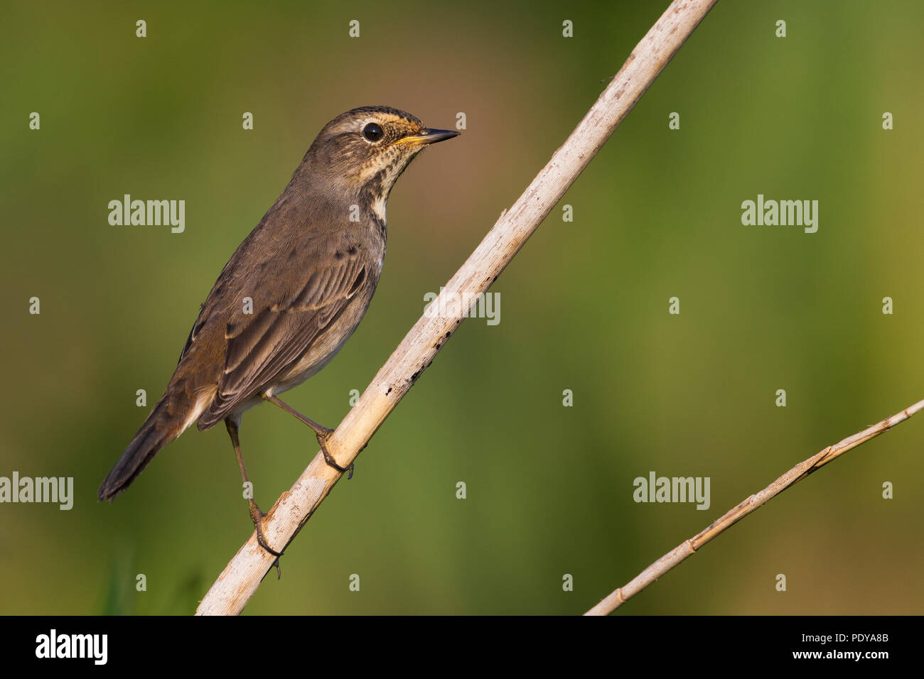 Bluethroat; Luscinia svecica Stock Photo - Alamy