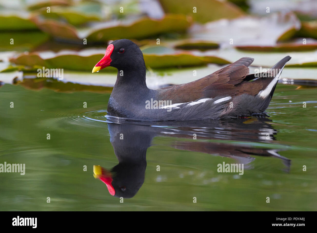 Wildlife common moorhen gallinula hi-res stock photography and images ...