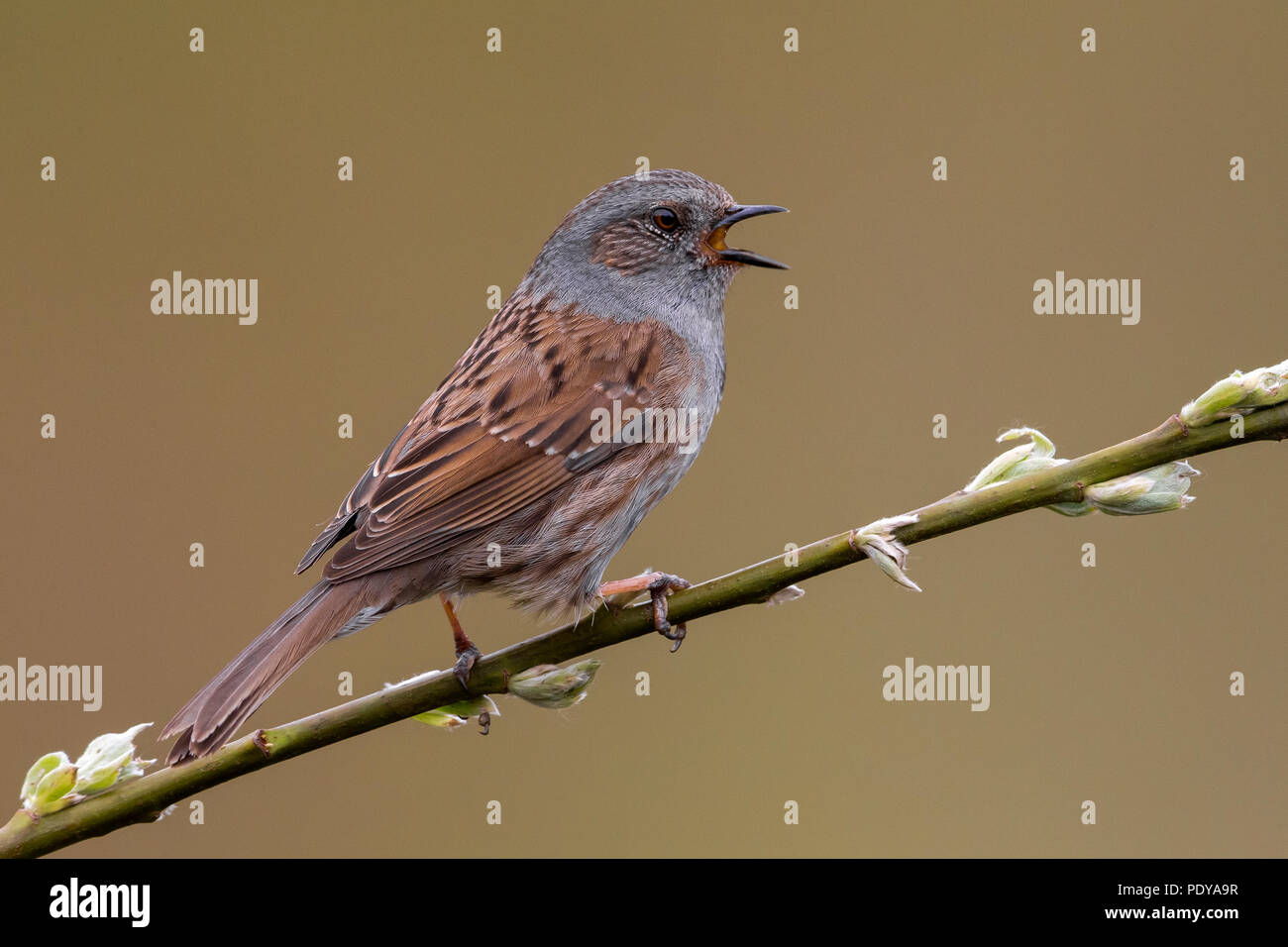 Dunnock; Prunella modularis Stock Photo - Alamy