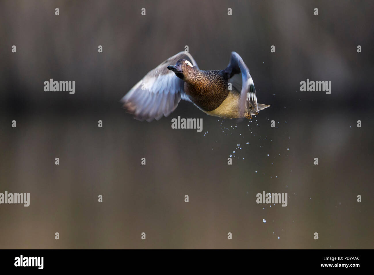 Flying male Garganey; Anas querquedula Stock Photo - Alamy