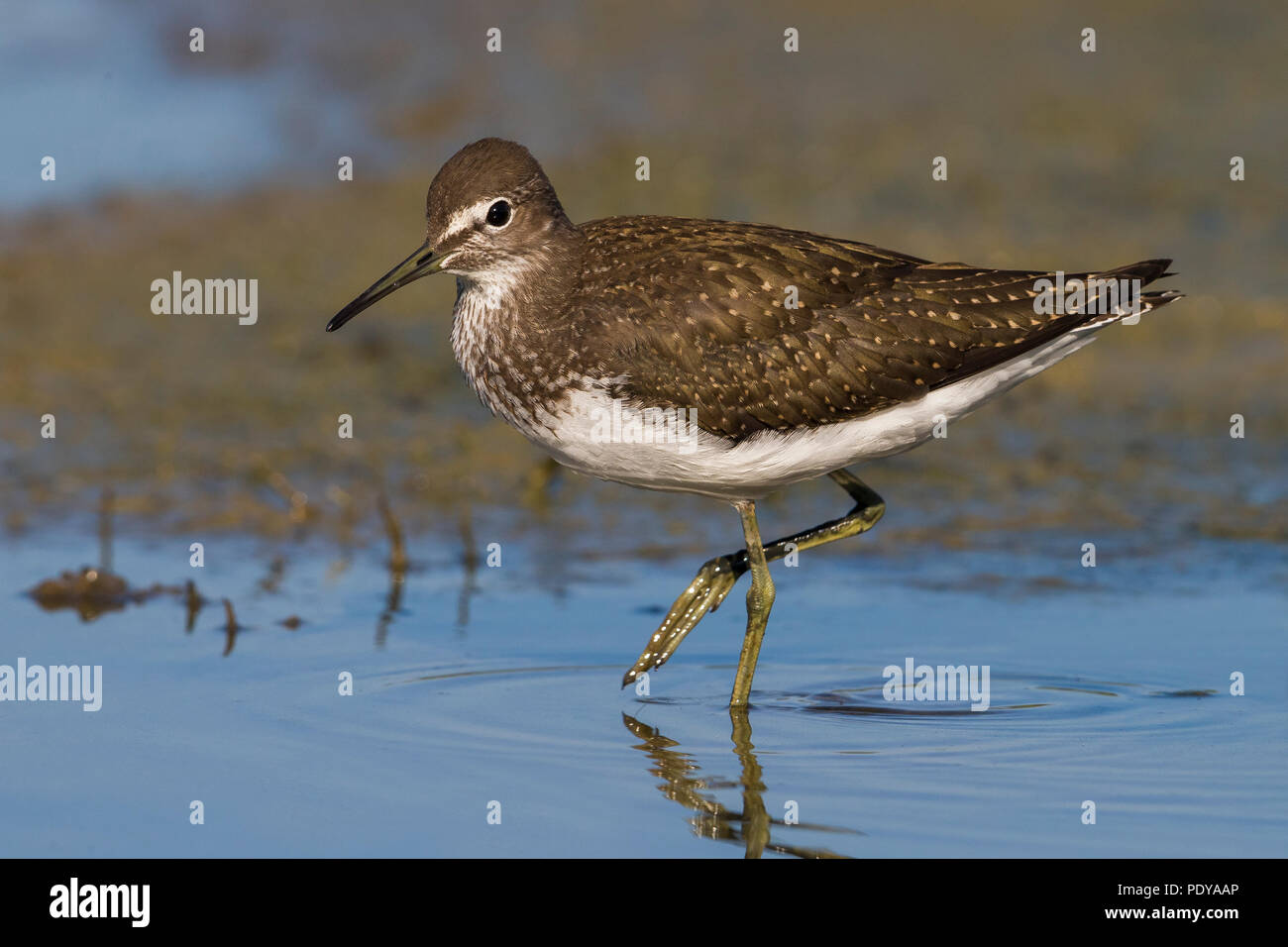 Witgat; Green Sandpiper; Tringa ochropus Stock Photo - Alamy