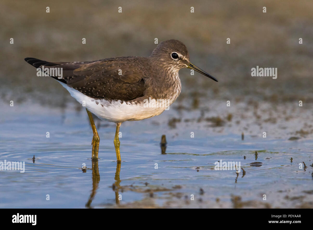 Witgat hi-res stock photography and images - Alamy