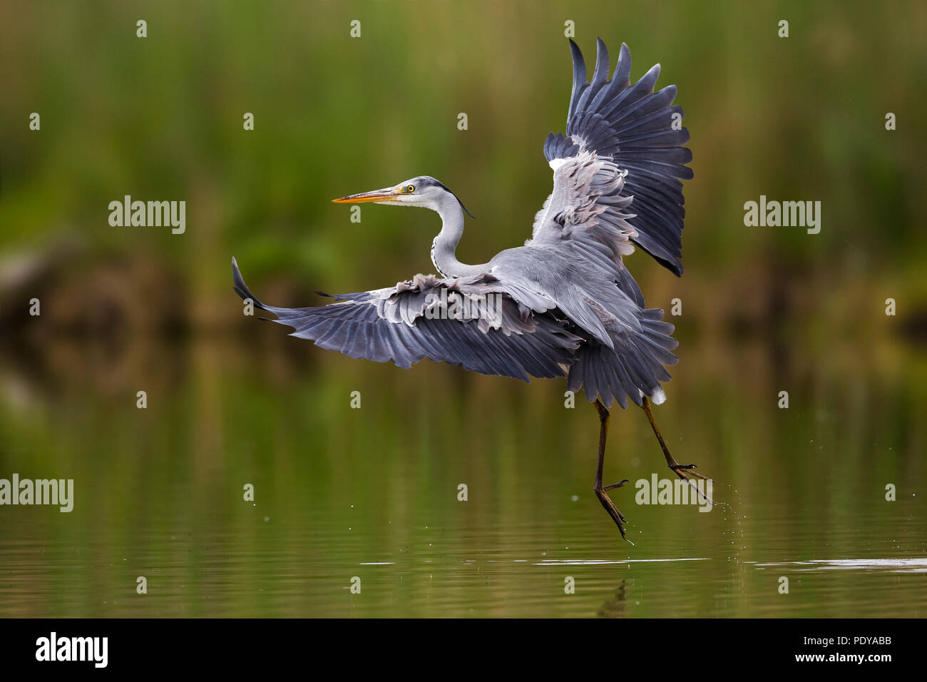Grey heron hi-res stock photography and images - Alamy