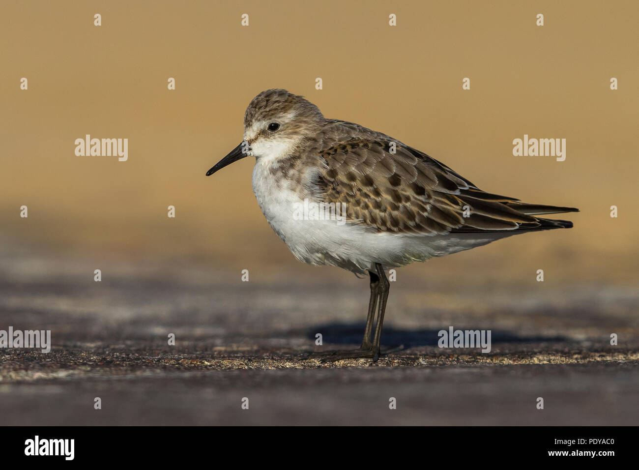 Little Stint; Calidris minuta Stock Photo - Alamy