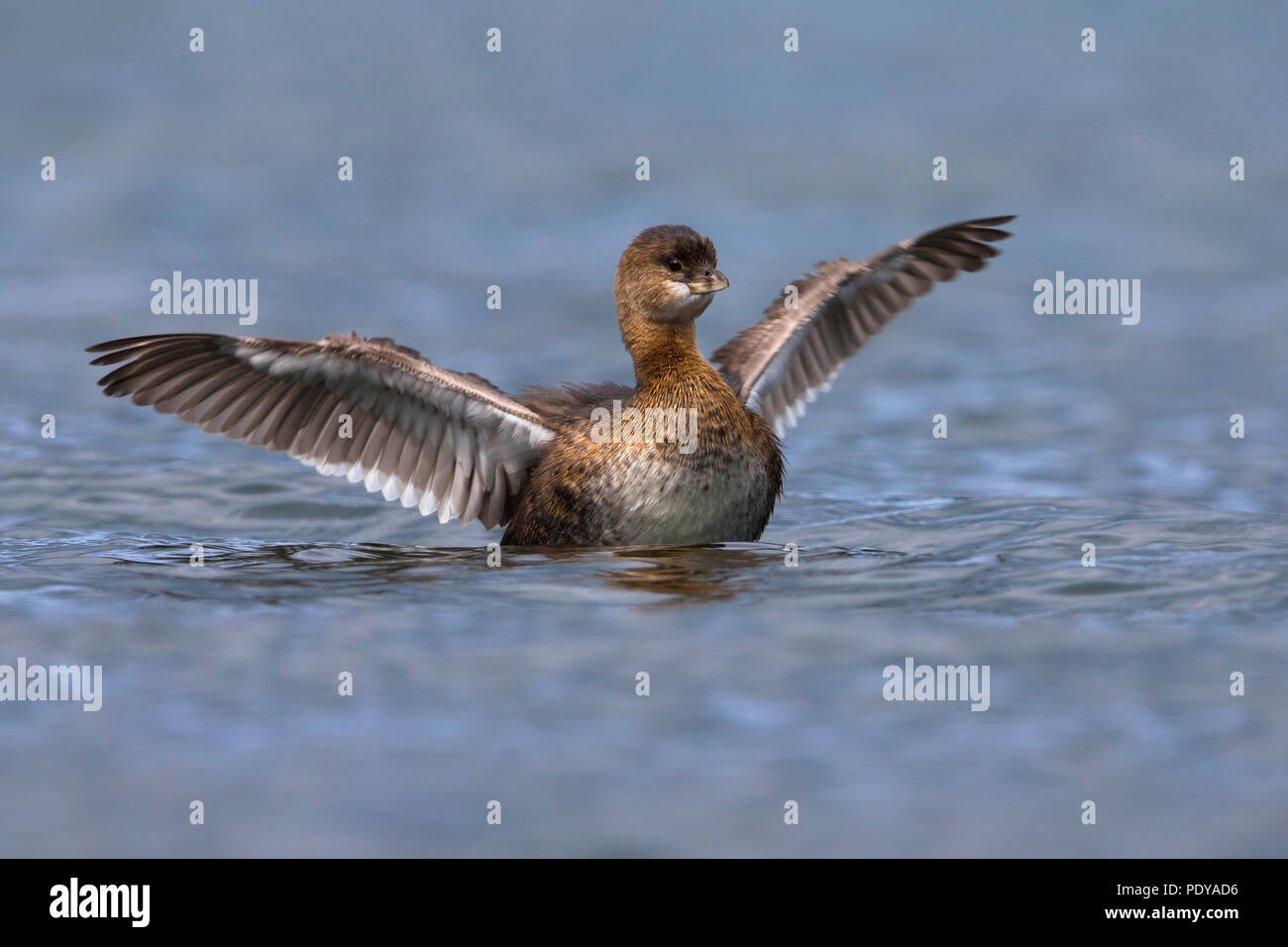 Pied-billed Grebe; Podilymbus podiceps Stock Photo - Alamy