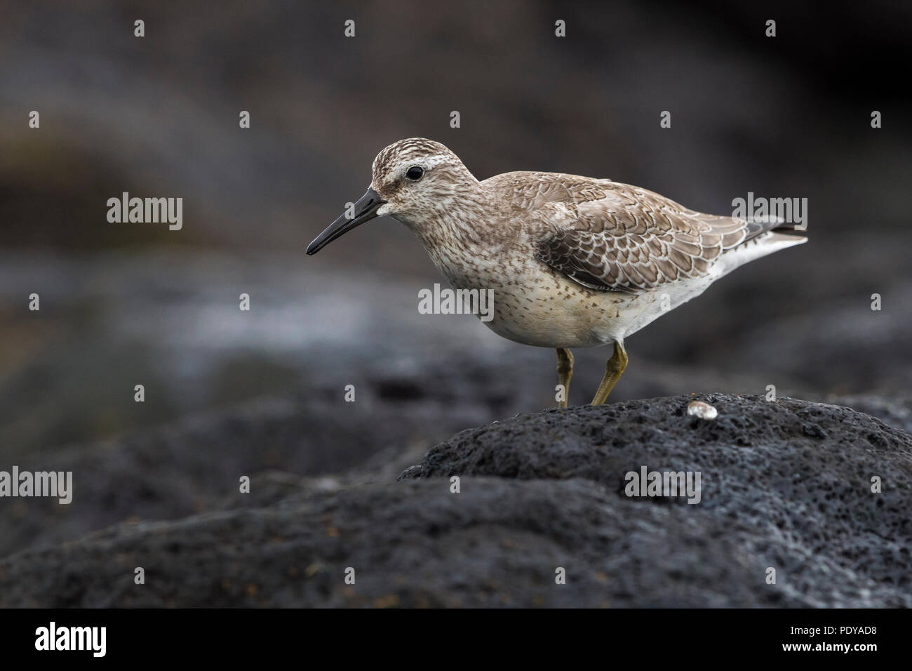 Red knot hi-res stock photography and images - Alamy