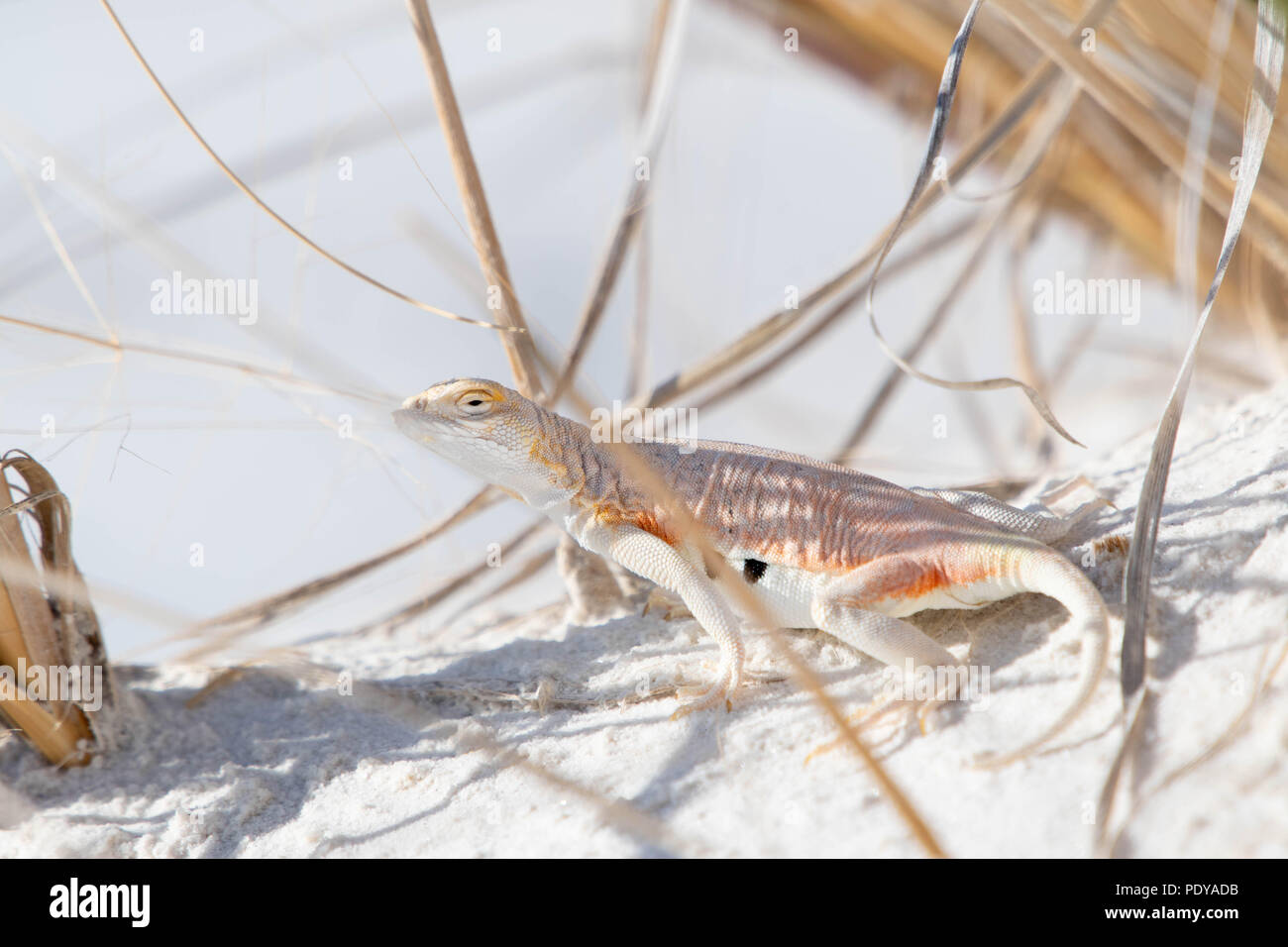 Female Bleached Earless Lizard, (Holbrookia maculata ruthveni), in ...