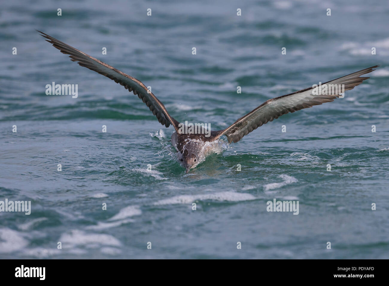 Shearwater bird hi-res stock photography and images - Alamy