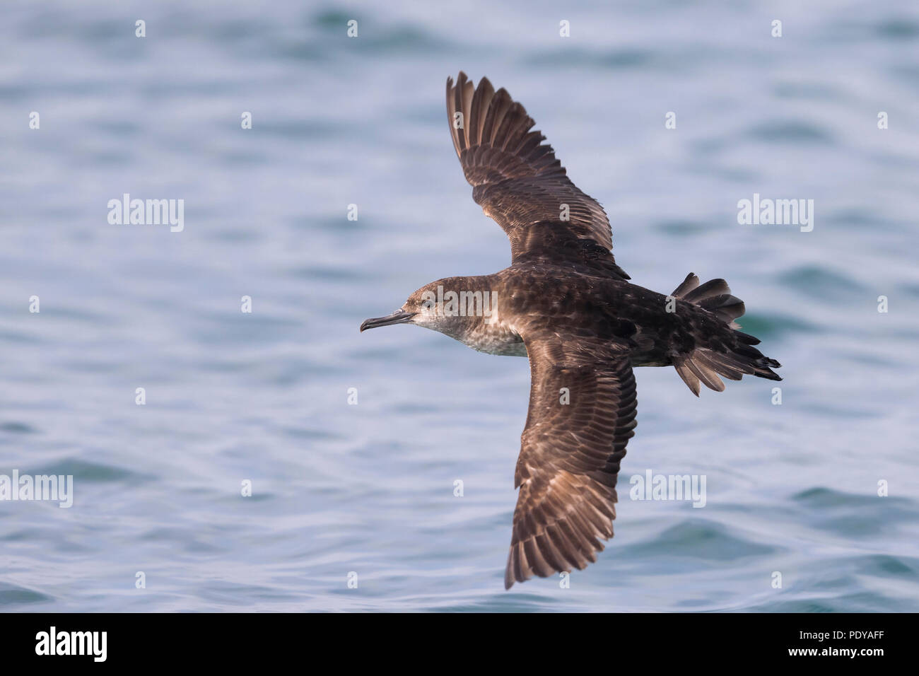 Shearwater bird hi-res stock photography and images - Alamy