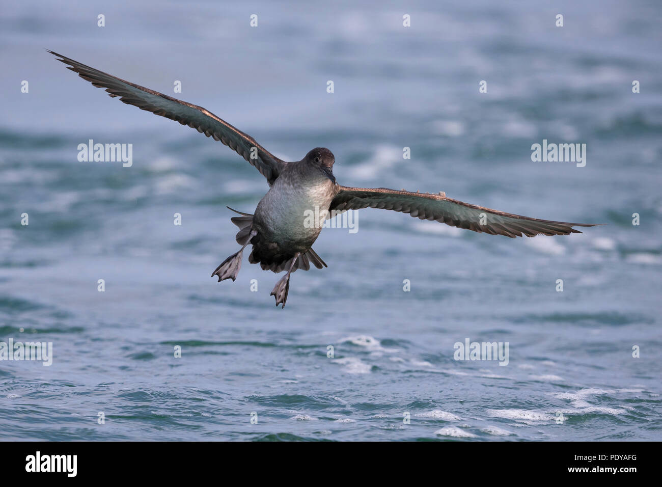 Balearic Shearwater; Puffinus mauretanicus Stock Photo - Alamy